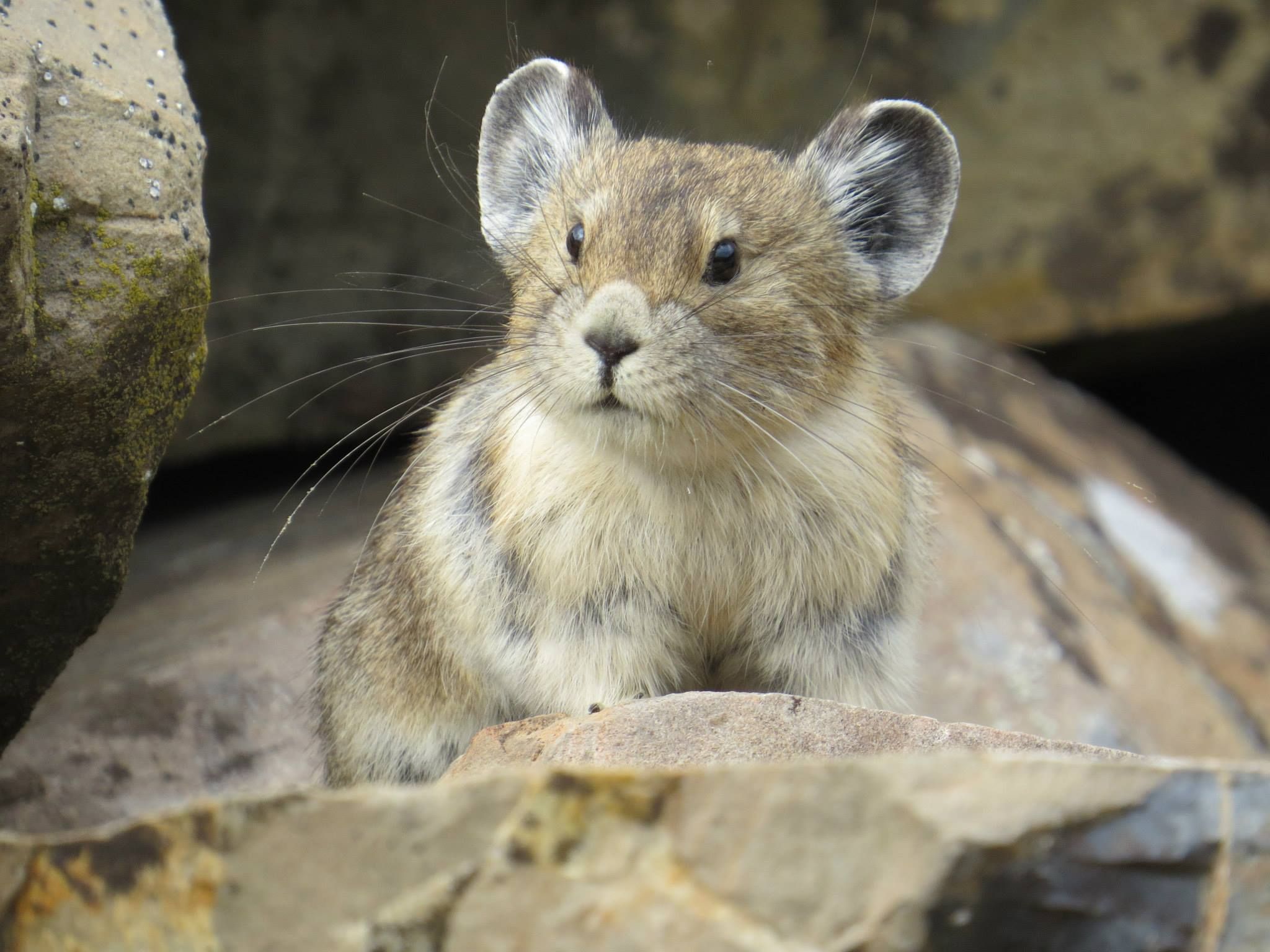 Adorable American Pika Is Disappearing Due to Climate Change | Live Science