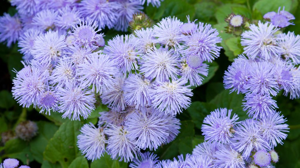Ageratum Plants - Growing And Caring For Ageratums | Gardening Know How