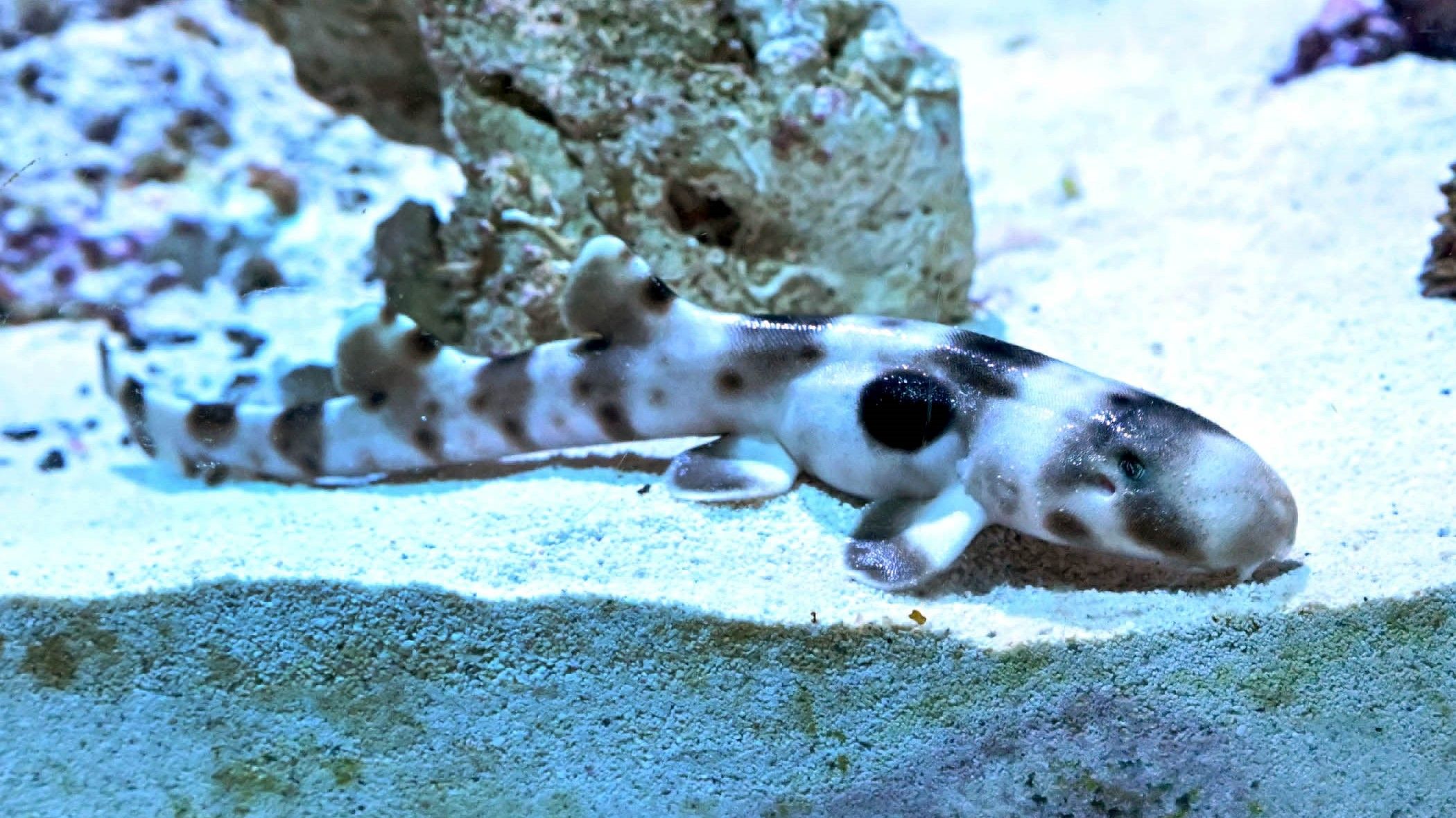 Shark has virgin birth after no male contact for 4 years in Chicago zoo ...
