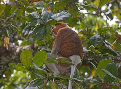 Four of the best authentic experiences to have in Borneo | Woman & Home