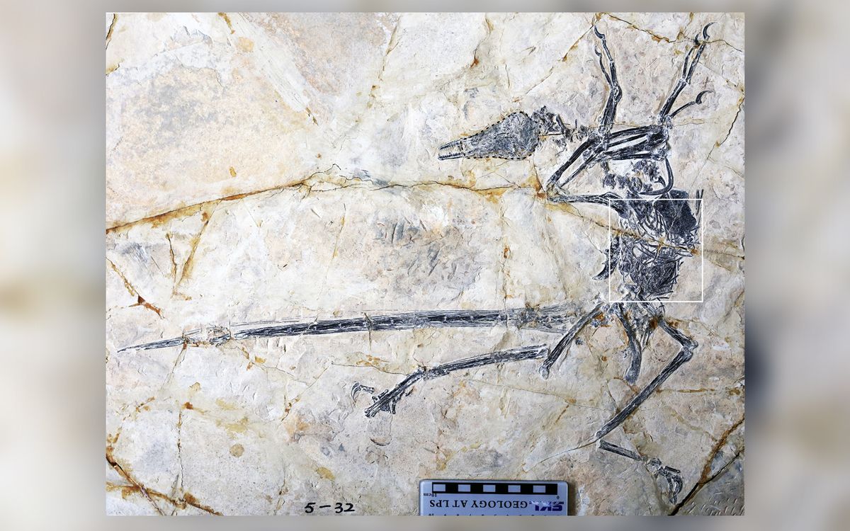 Scientists Find an 'Exceptional Specimen' of a Cretaceous Lizard ...