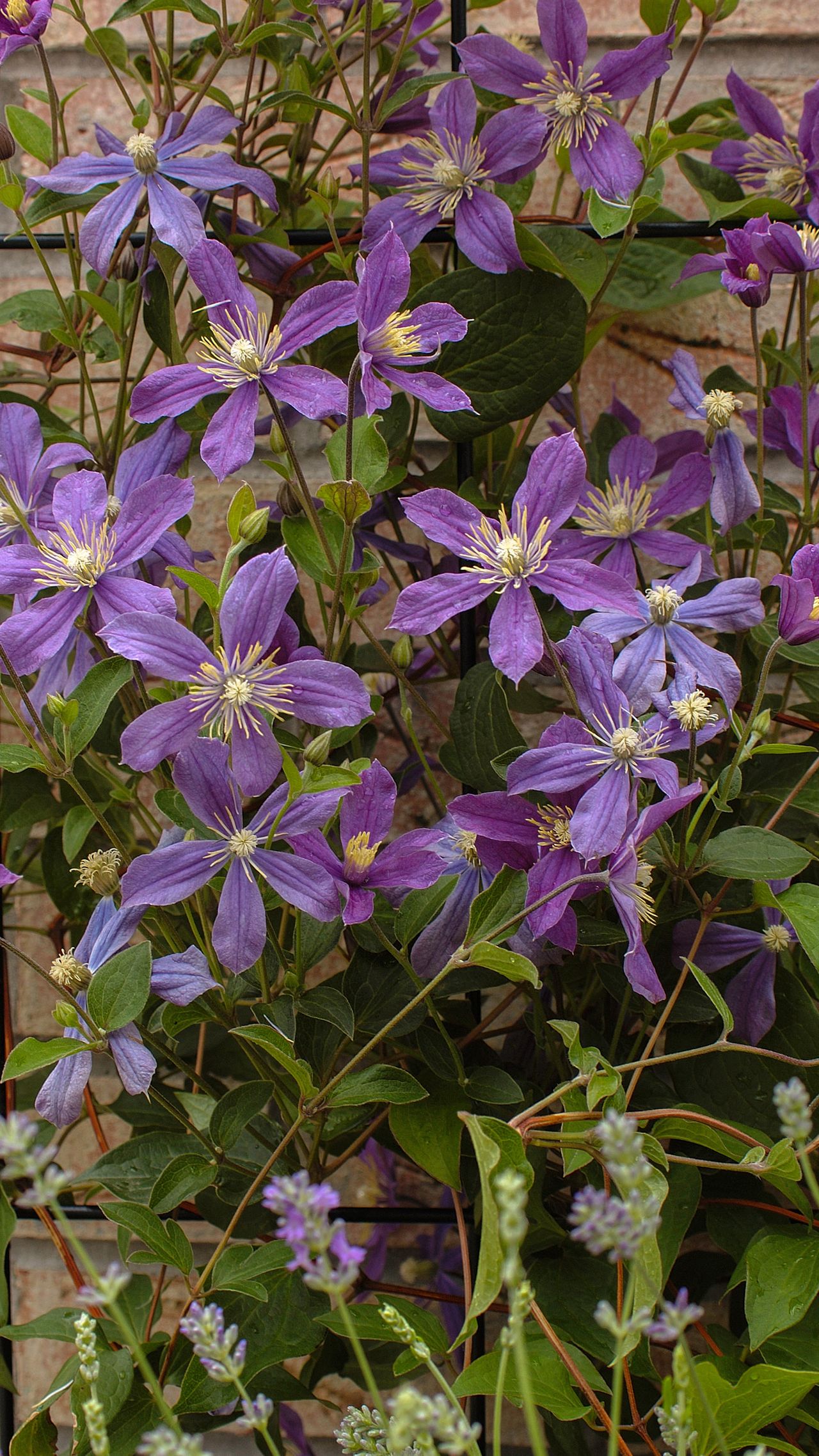 How to grow clematis: pretty climbing flowers for your fences and walls ...