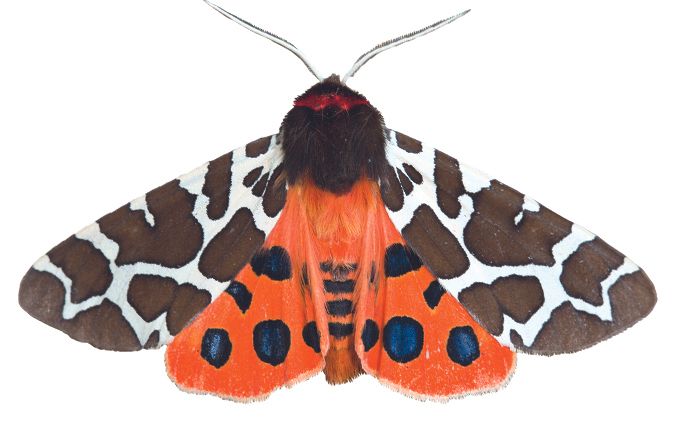 A simple guide to identifying British moths | Country Life