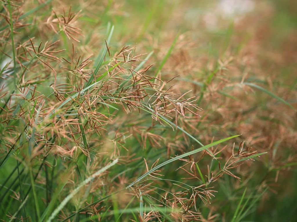 Controlling Sedge Weeds - Information On Sedge Weed Control | Gardening ...