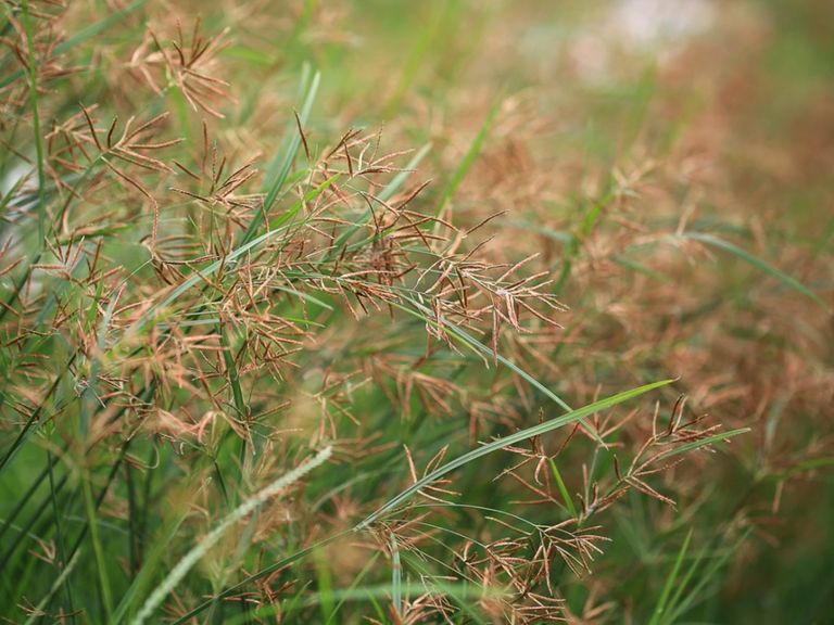 Controlling Sedge Weeds - Information On Sedge Weed Control | Gardening ...
