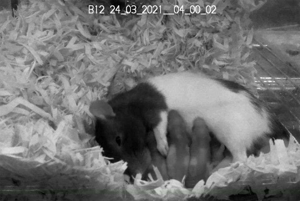 Raspberry Pi Monitors Lab Rats for Behavioral Analysis Study | Tom's ...