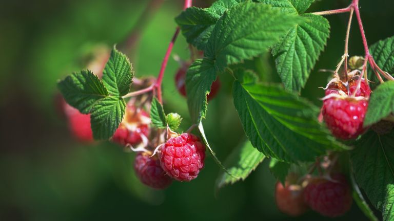 When to fertilize raspberries:expert tips for fruitful plants | Homes ...