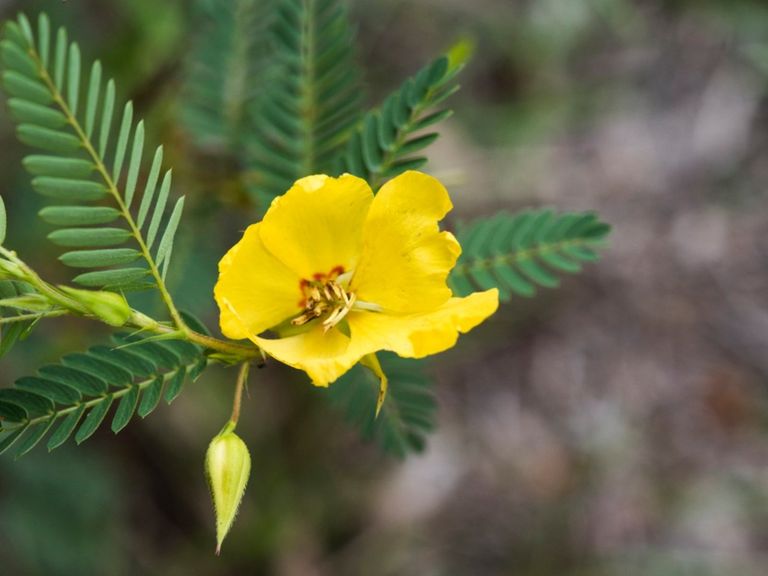 Partridge Pea information: Learn About Partridge Pea Plants In The ...
