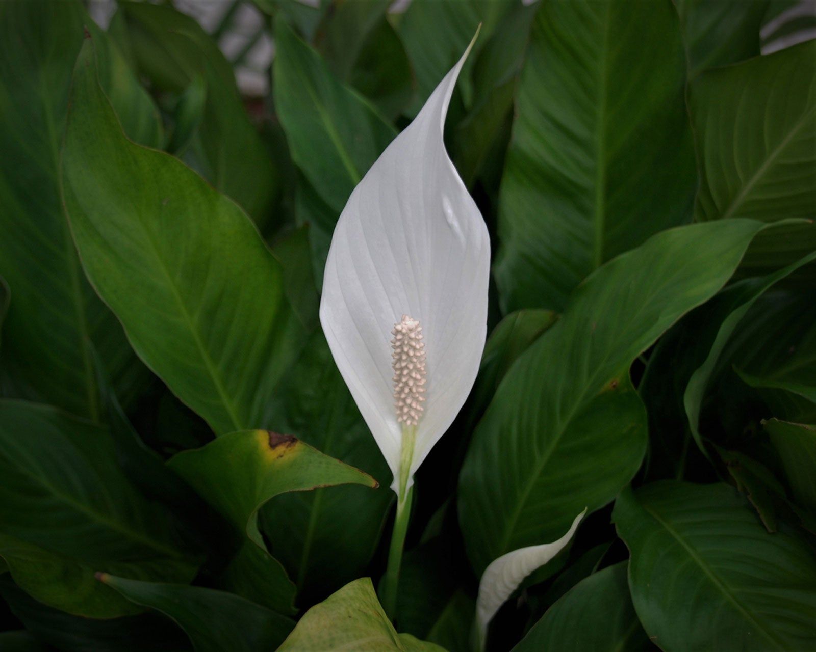 Why Your Peace Lily Won’t Bloom & Tips To Make It Flower | Gardening ...