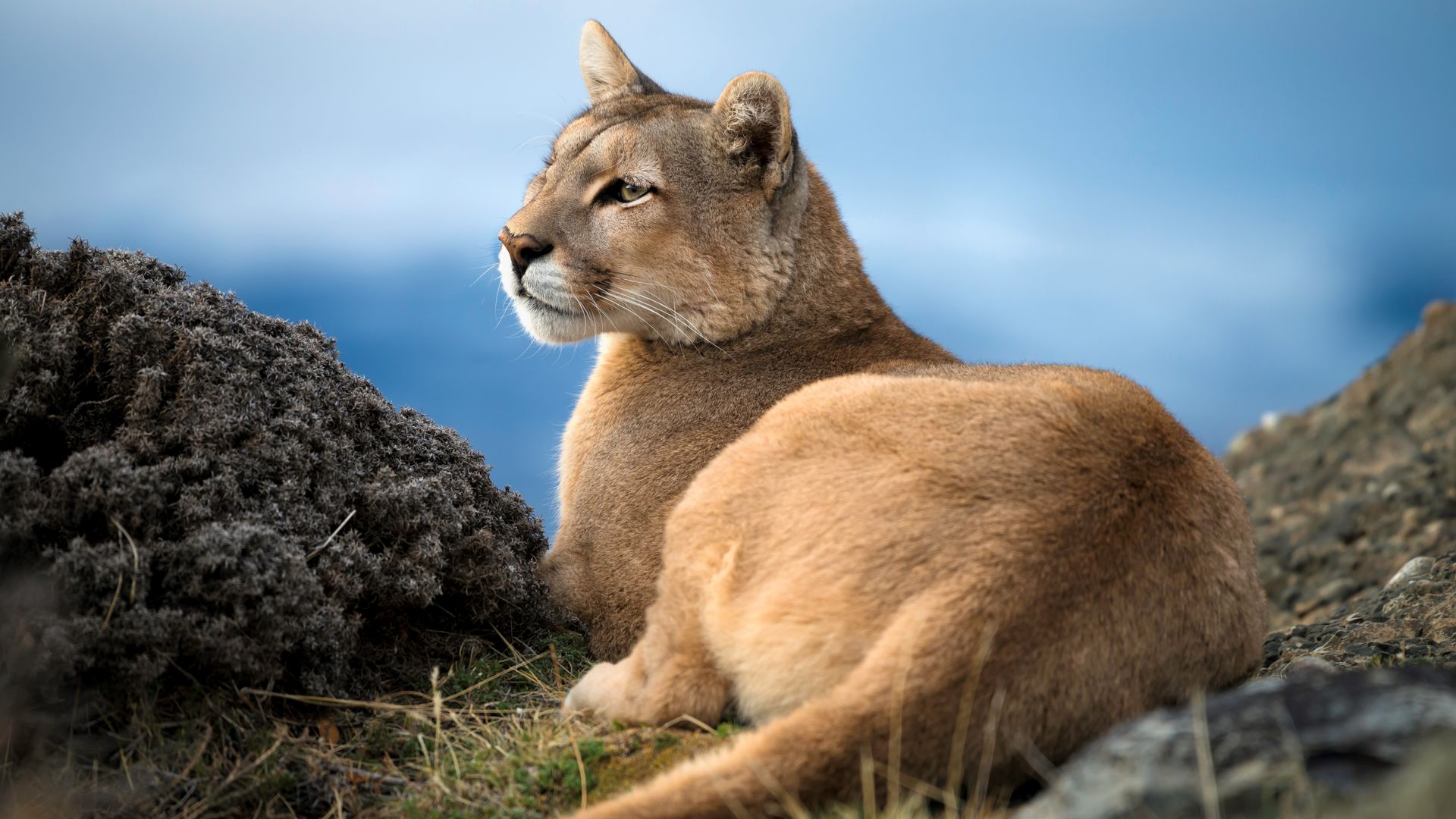 Watch mountain lion enjoy a moment of playtime with swing on Colorado ...