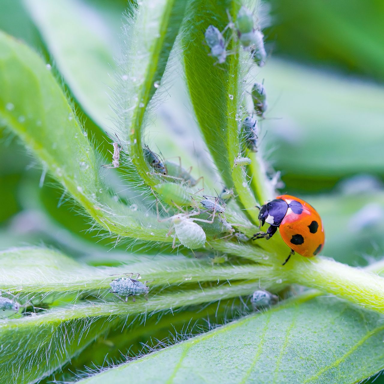 How to get rid of aphids – expert-approved tips | Ideal Home