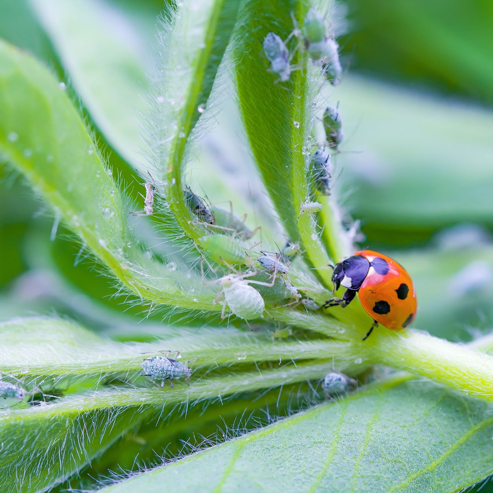 How to get rid of aphids – expert-approved tips | Ideal Home