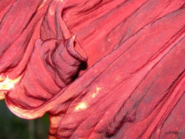 A Corpse Flower Blooms | Live Science