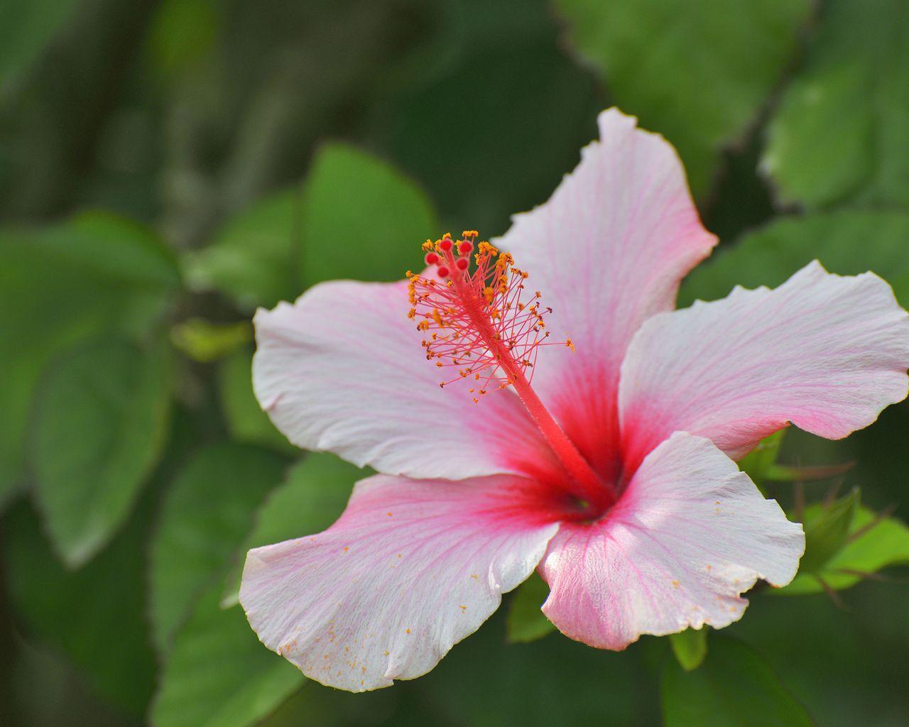 Winterizing hibiscus: experts share their tips | Gardeningetc