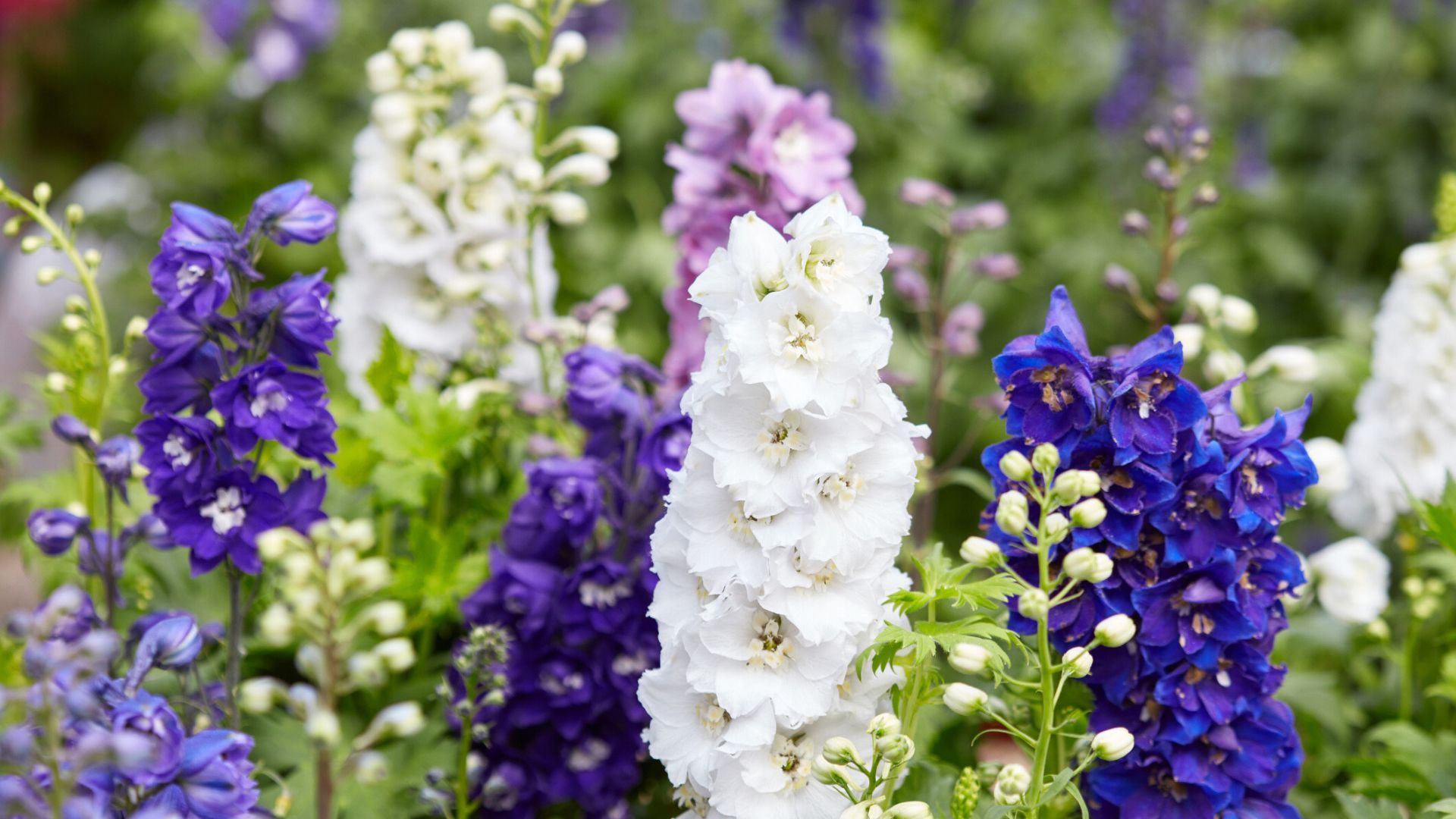 Delphinium Planting - How To Grow Delphinium Flowers | Gardening Know How