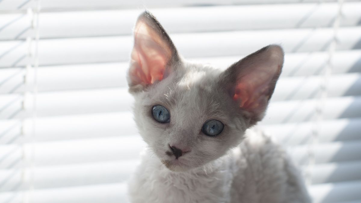32 things to know about Devon rex cats | PetsRadar