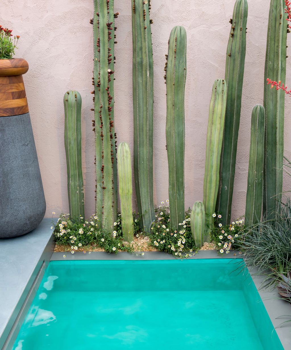 Landscaping with cactus: 9 ways to add color and structure | Gardeningetc