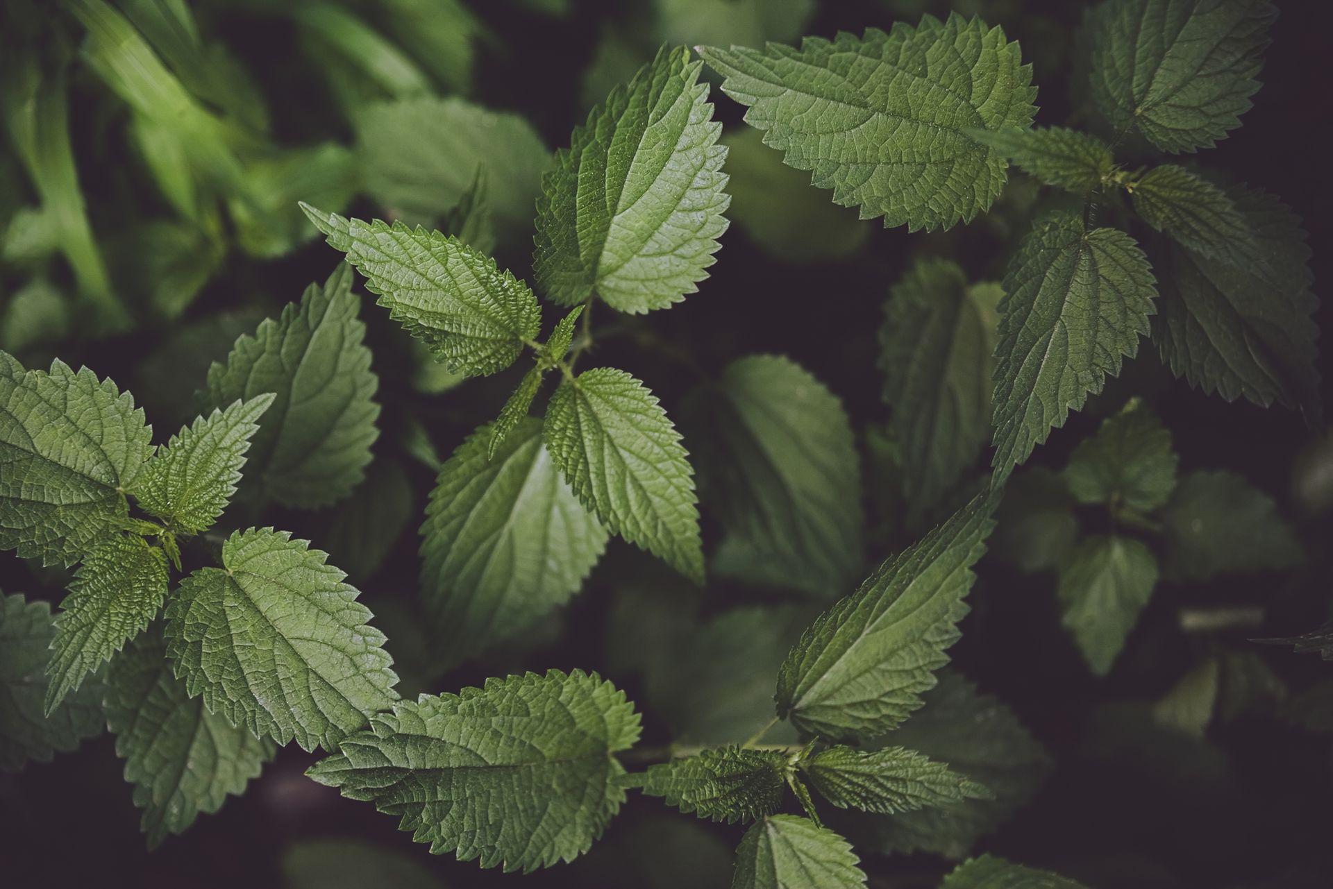 Do Dock Leaves Really Cure Nettle Stings An Expert Forager Explains All Country Life