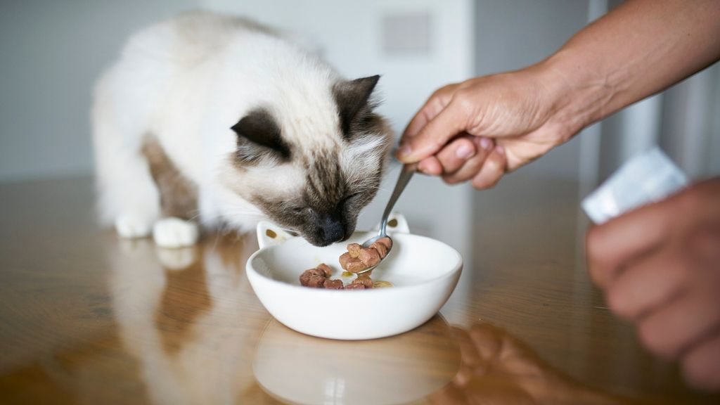 Is wet food bad for cats? A vet reveals the pros and cons | PetsRadar