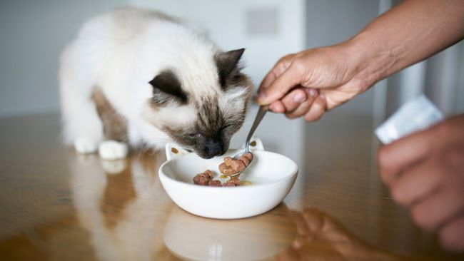 Soup for cats: Three nutritious recipes to nourish your feline friend ...