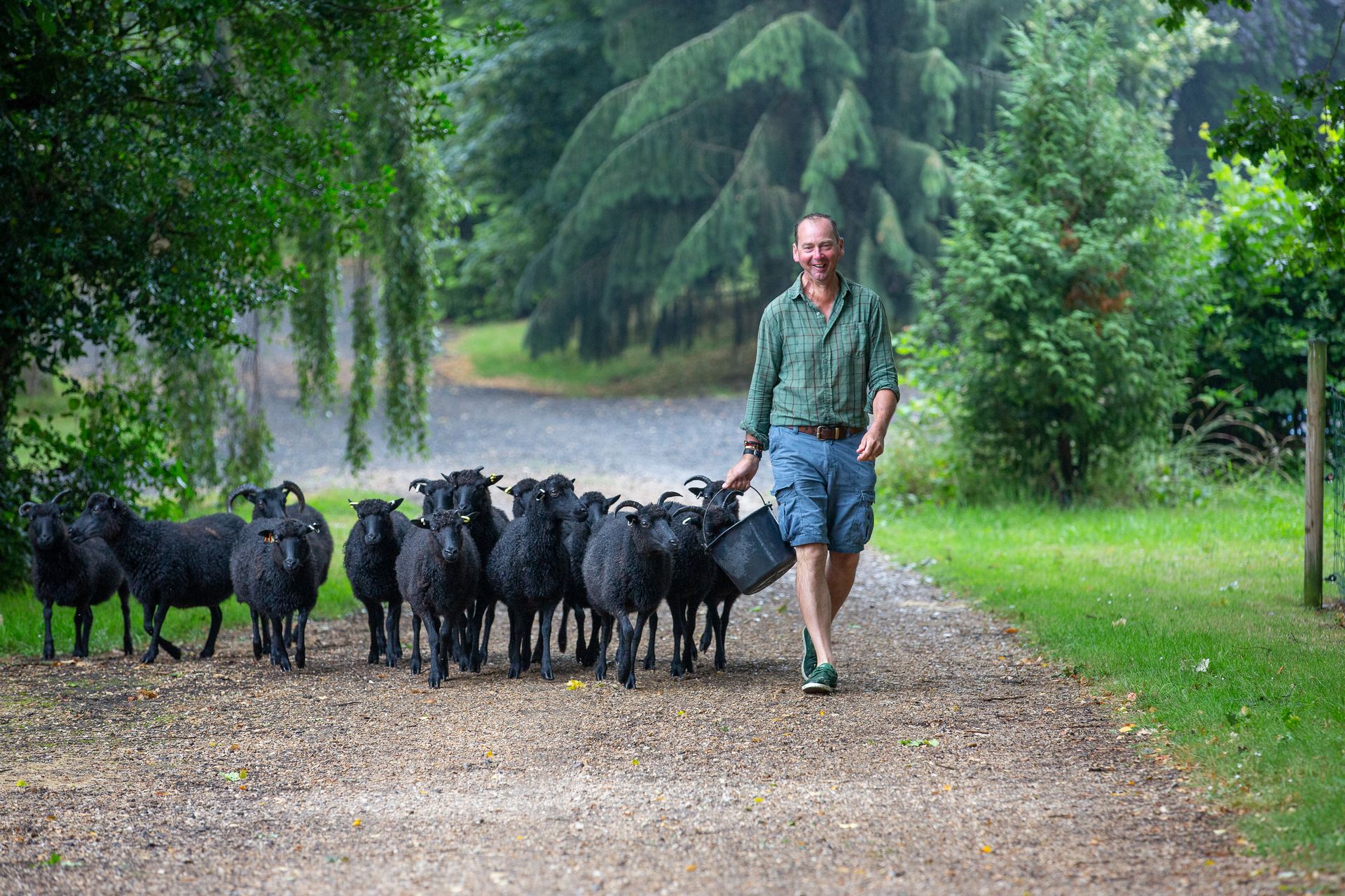 The rise of primitive sheep: Why our own Scottish sheep win top marks ...