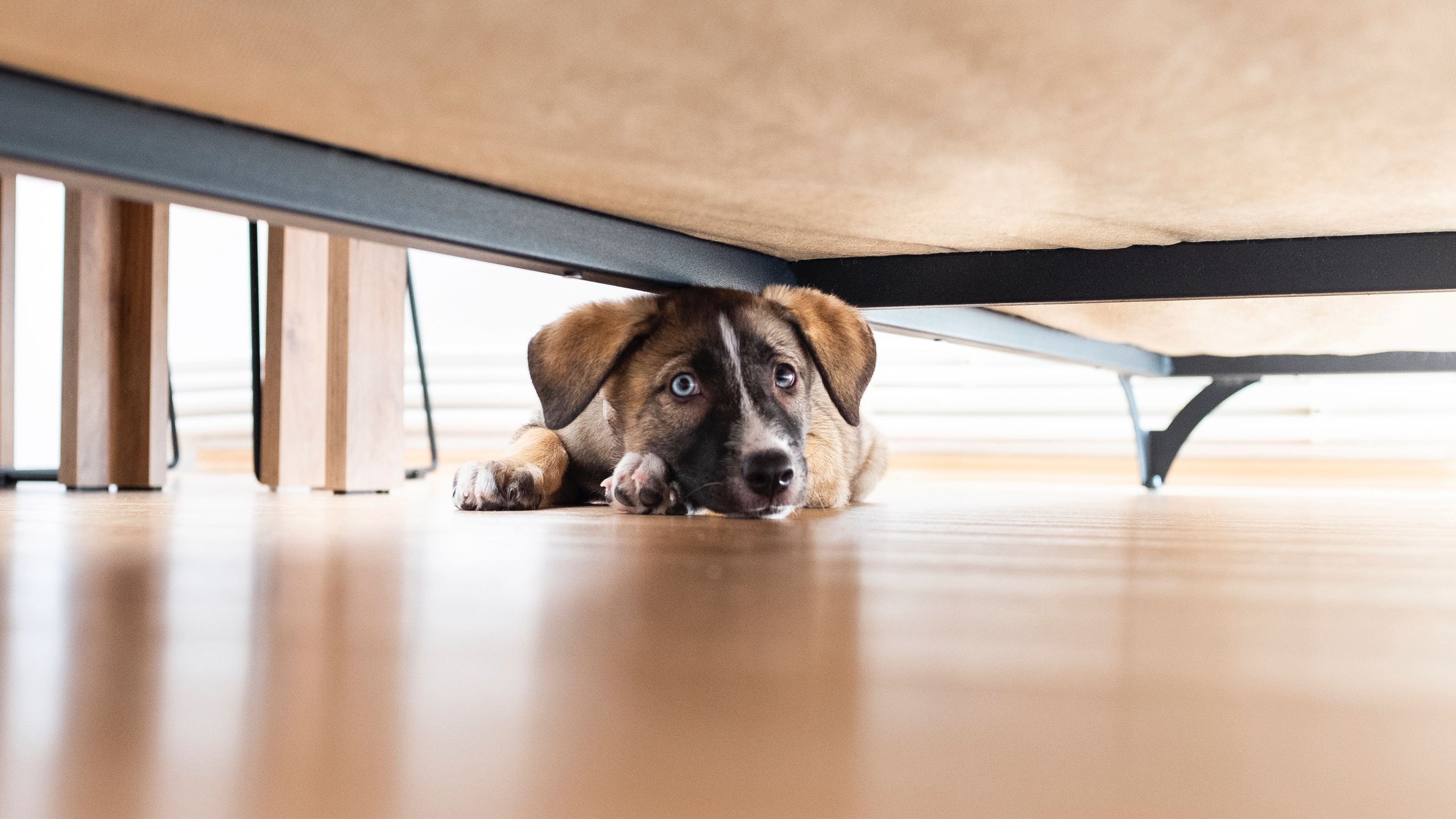 Trainer reveals how to gradually build your dog’s confidence with new ...