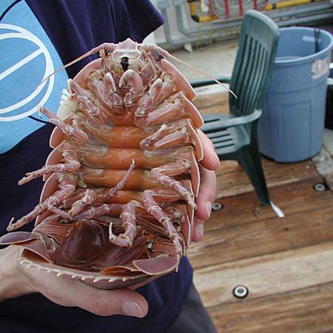 In photos: Spooky deep-sea creatures | Live Science