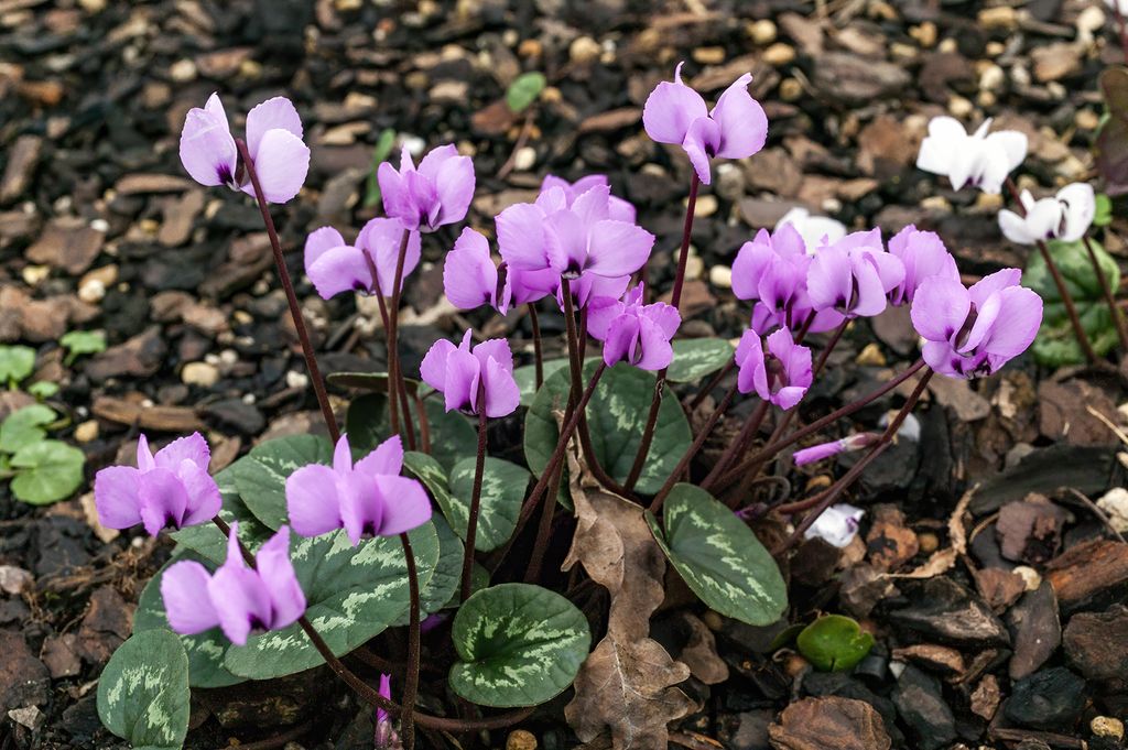How to plant a last minute spring container: try this simple idea for ...