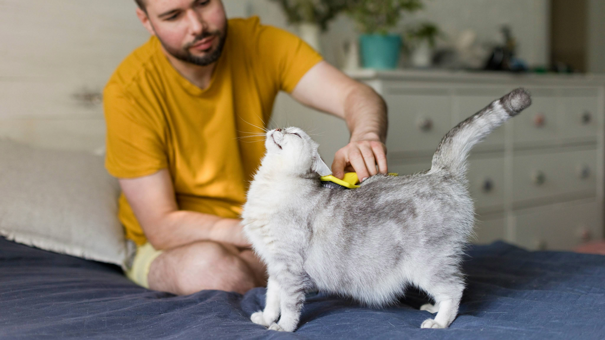 How to give a cat a spa day they’ll enjoy | PetsRadar