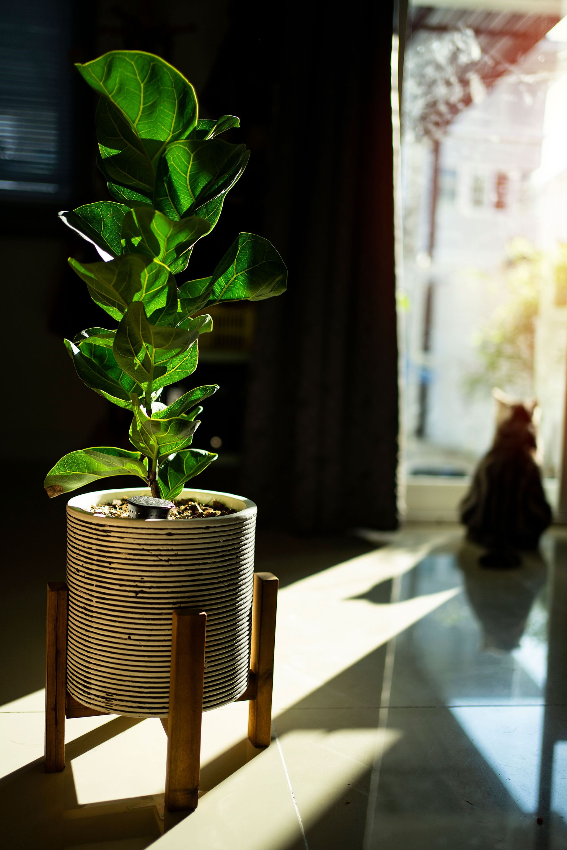 Best indoor trees | Homes and Gardens