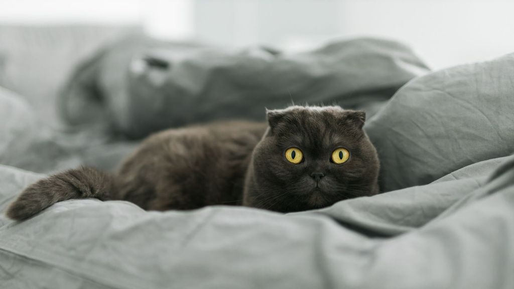 20 affectionate lap cat breeds who love to snuggle | PetsRadar