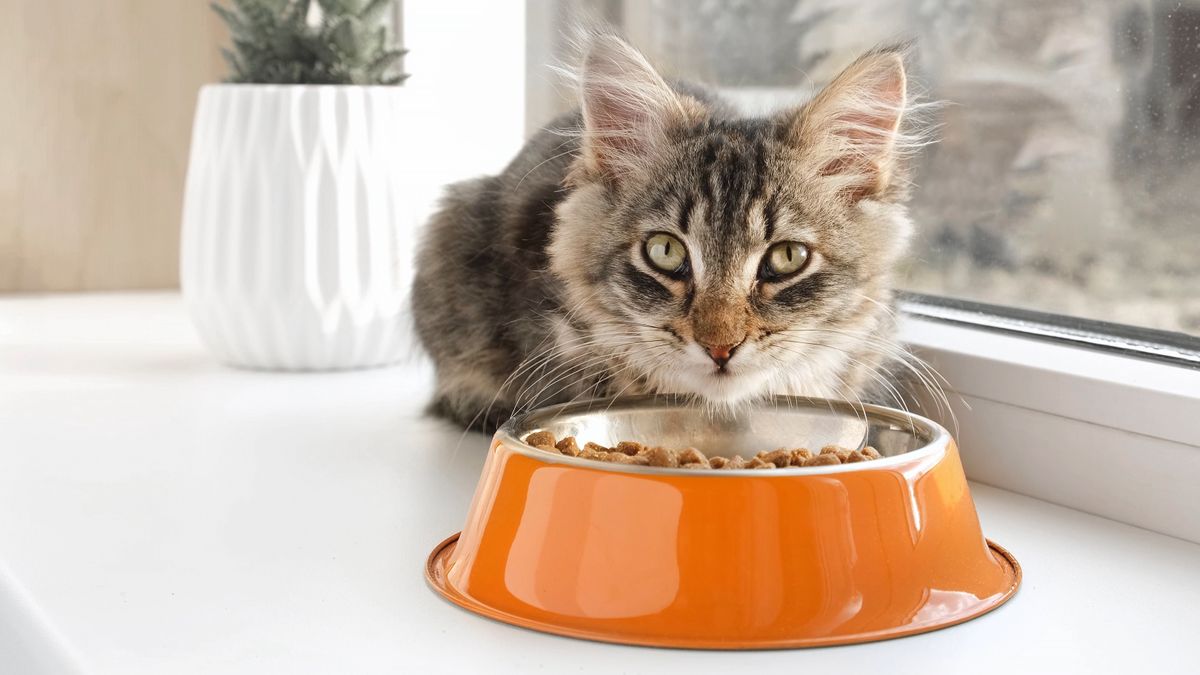 32 ways to destress your cat | PetsRadar