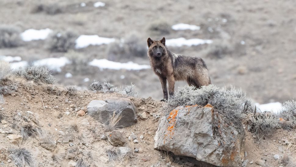 “The howl of wolves officially returns to Colorado" – watch as first ...