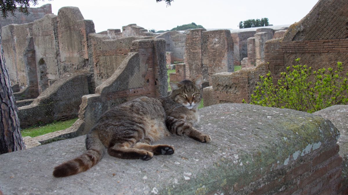 32 things to love about European shorthair cats | PetsRadar
