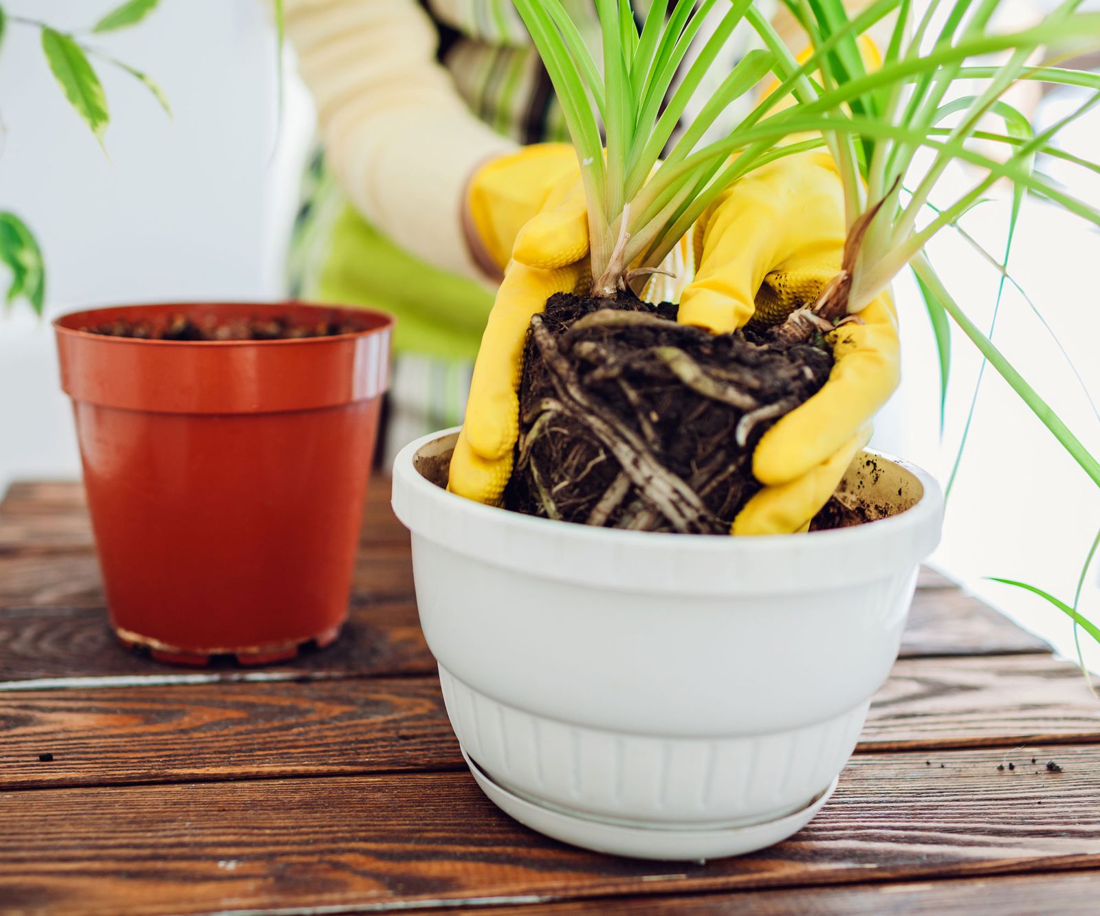 Here's the Best (and Worst) Time to Repot Houseplants | Gardening Know How