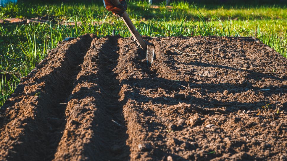 How to grow asparagus the easy way | Tom's Guide