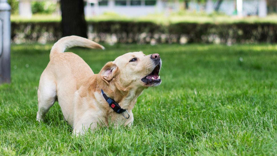 Reactivity in dogs: Signs, causes and coping strategies | PetsRadar