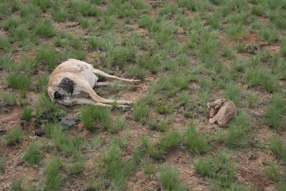 Photos: A Mass Die-off of Endangered Antelope | Live Science