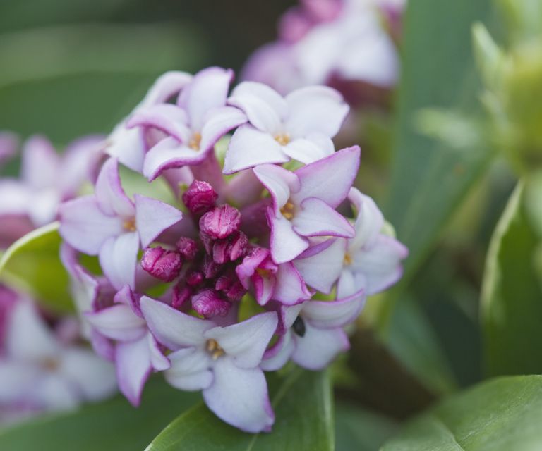 How to grow daphne: tips on growing in your winter garden | Homes and ...