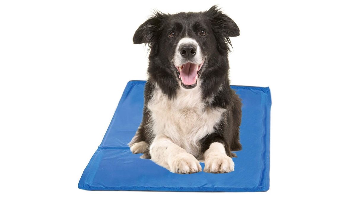 10 types of dog beds explained: Which one is best for your pooch ...