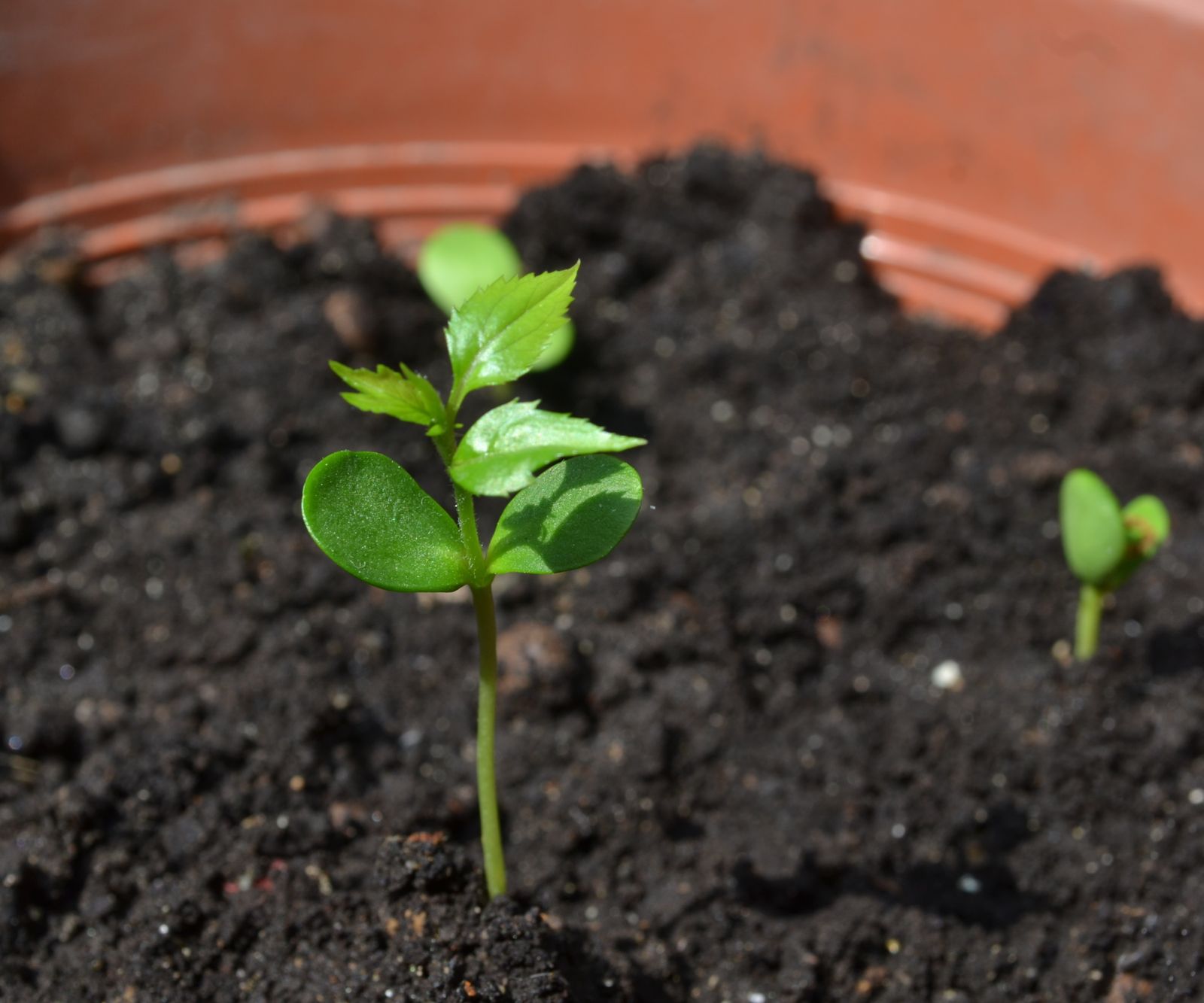 Can apple trees grow in pots? Experts reveal all | Homes and Gardens