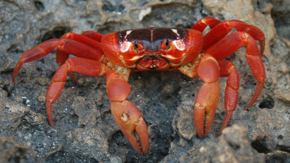 Crabs keep evolving to go from the sea to the land — and back again ...