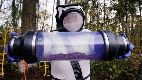 Photos: Murder hornets will haunt your nightmares | Live Science