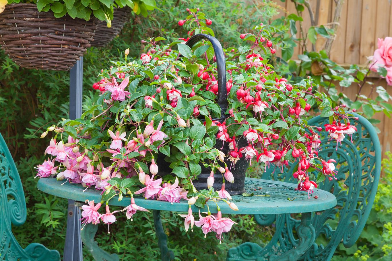How to grow fuchsias: make them the centrepiece of your borders, pots ...