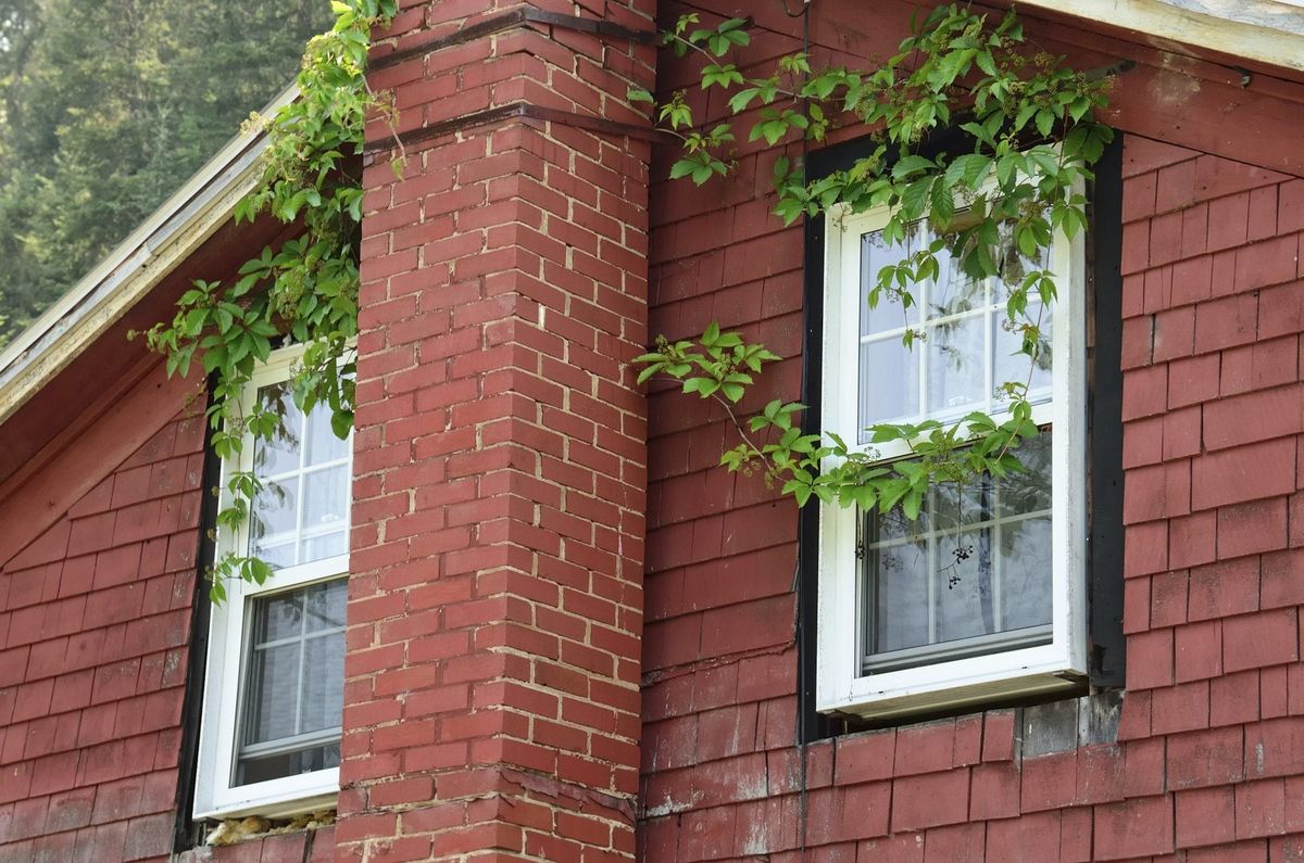 Damage From Growing Vines On Siding - How To Keep Vines From Damaging ...