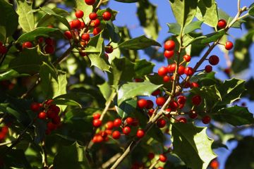 Tips & Information about Holly Bushes | Gardening Know How