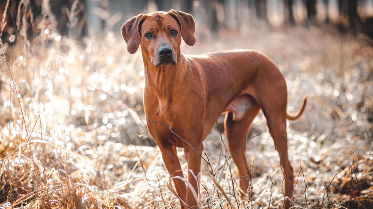 21 types of large breed dogs | PetsRadar