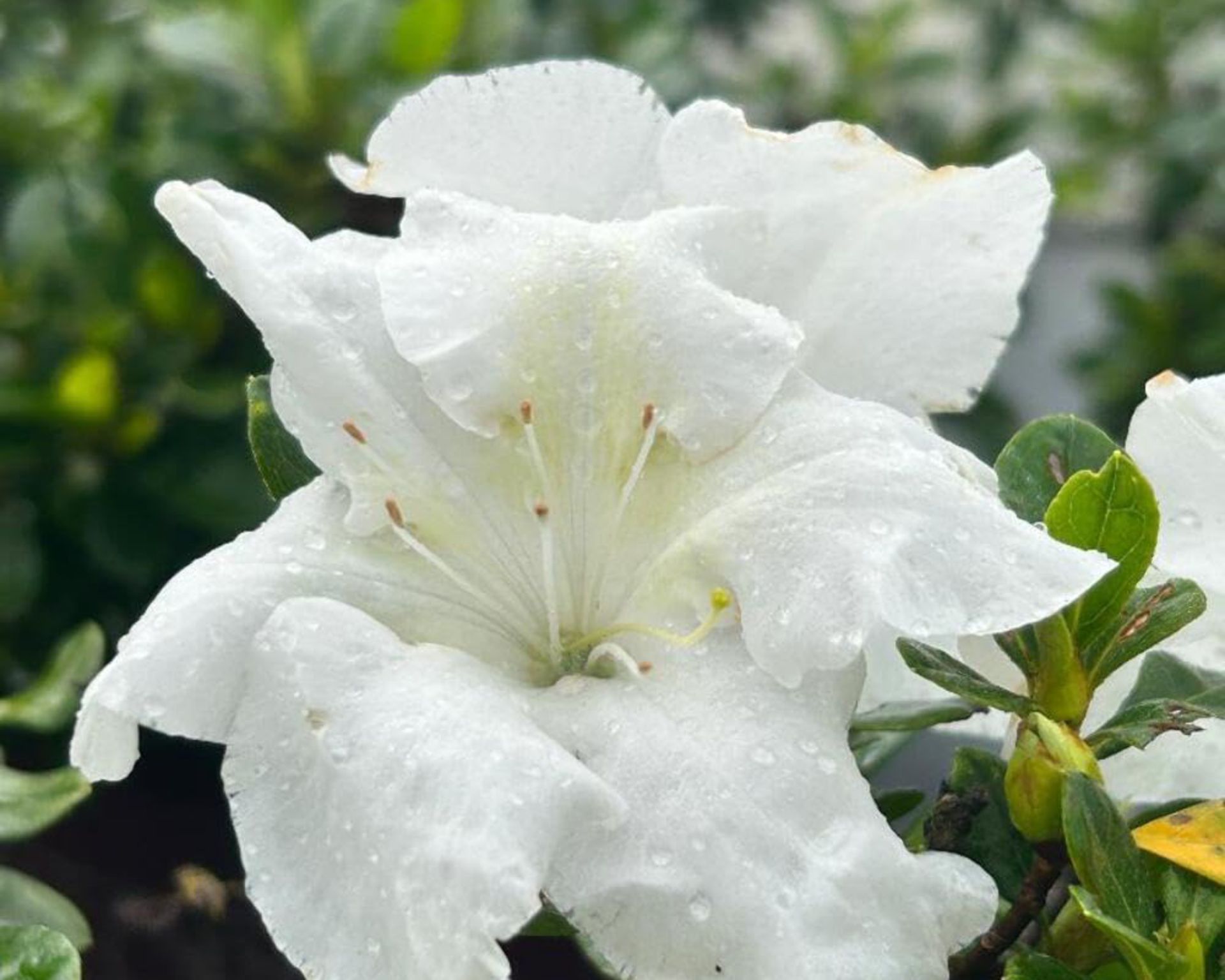 7 Reblooming Azaleas for Spectacular Color This Fall | Gardening Know How