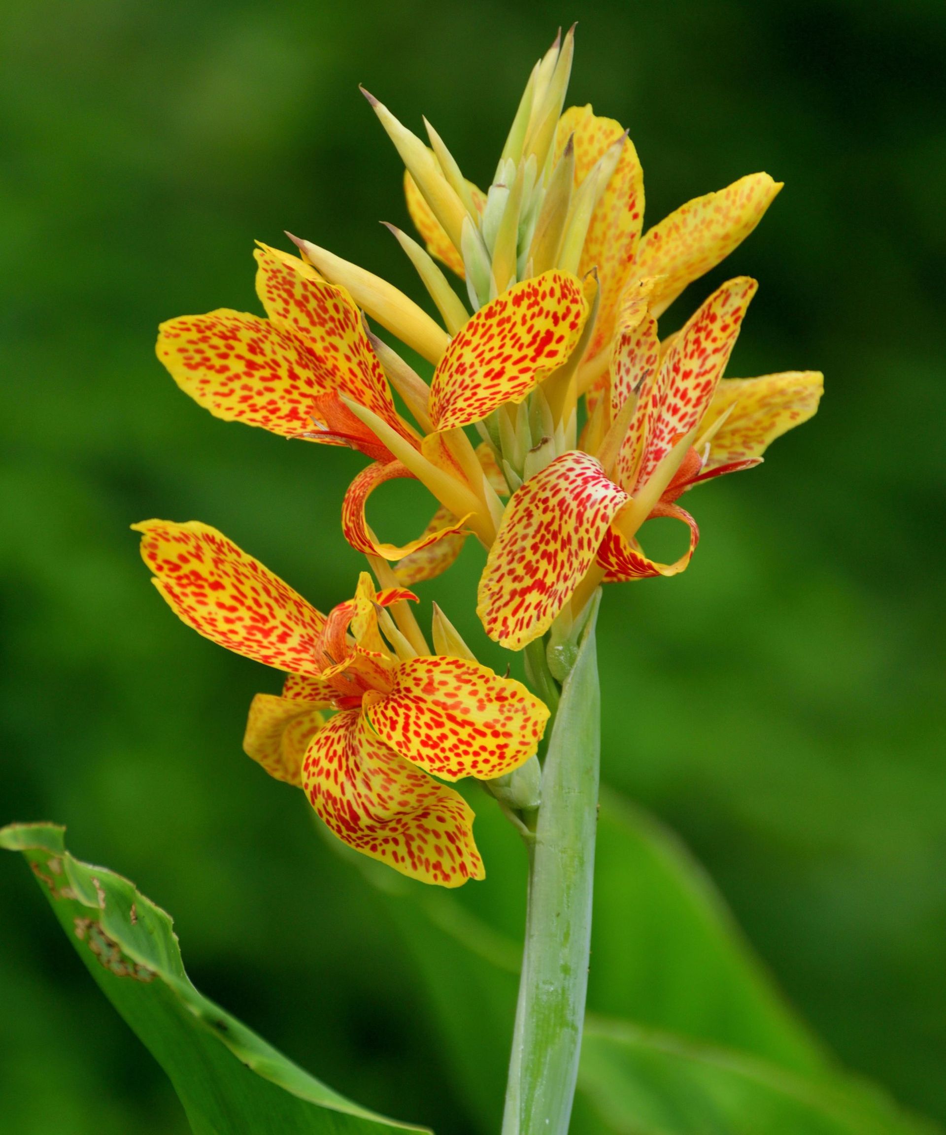 How to grow canna lilies: experts share their tips | Homes and Gardens
