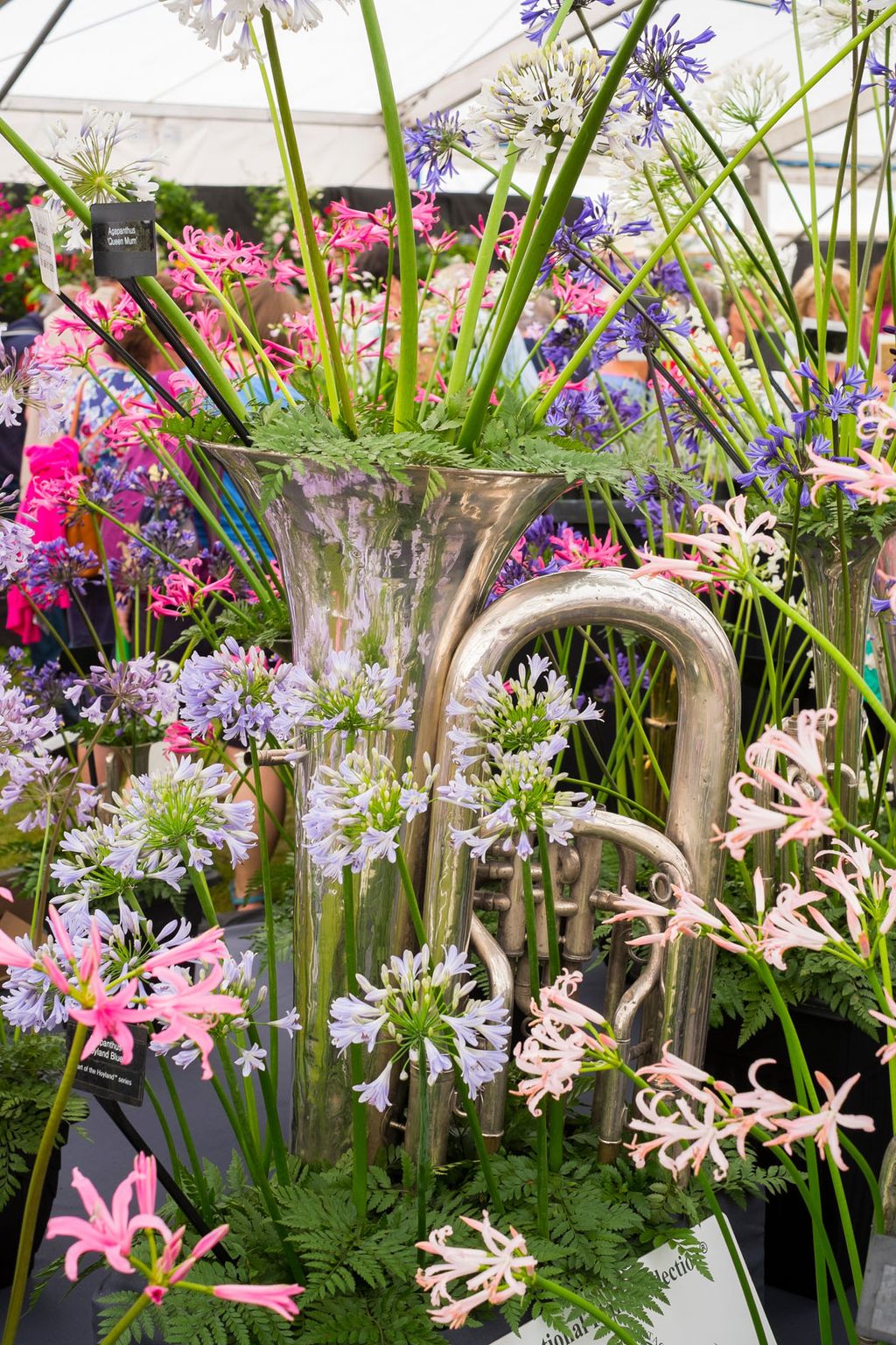 How to grow tulbaghia in a British country garden | Country Life
